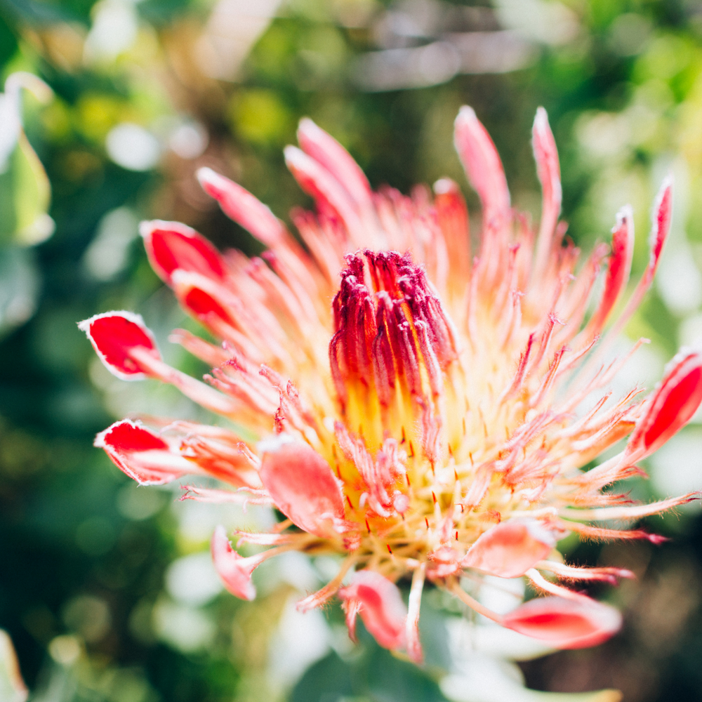 Protea