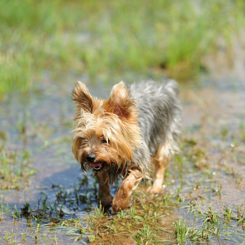 CORE Drainage Cell (10 pack | 19sq.ft)